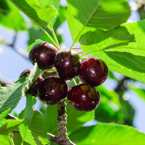 Czereśnia Kasandra w doniczce | Sadzonki czereśni Drzewka owocowe w ...