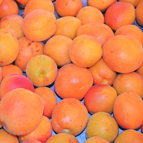 Morele - Owoc długowieczności. Szkółka drzew owocowych