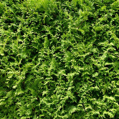 Sadzonki na żywopłot