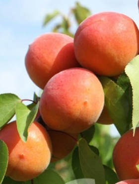 Morele - Owoc długowieczności. Szkółka drzew owocowych