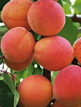 Morele - Owoc długowieczności. Szkółka drzew owocowych