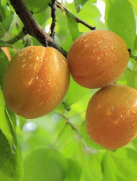 Morele - Owoc długowieczności. Szkółka drzew owocowych