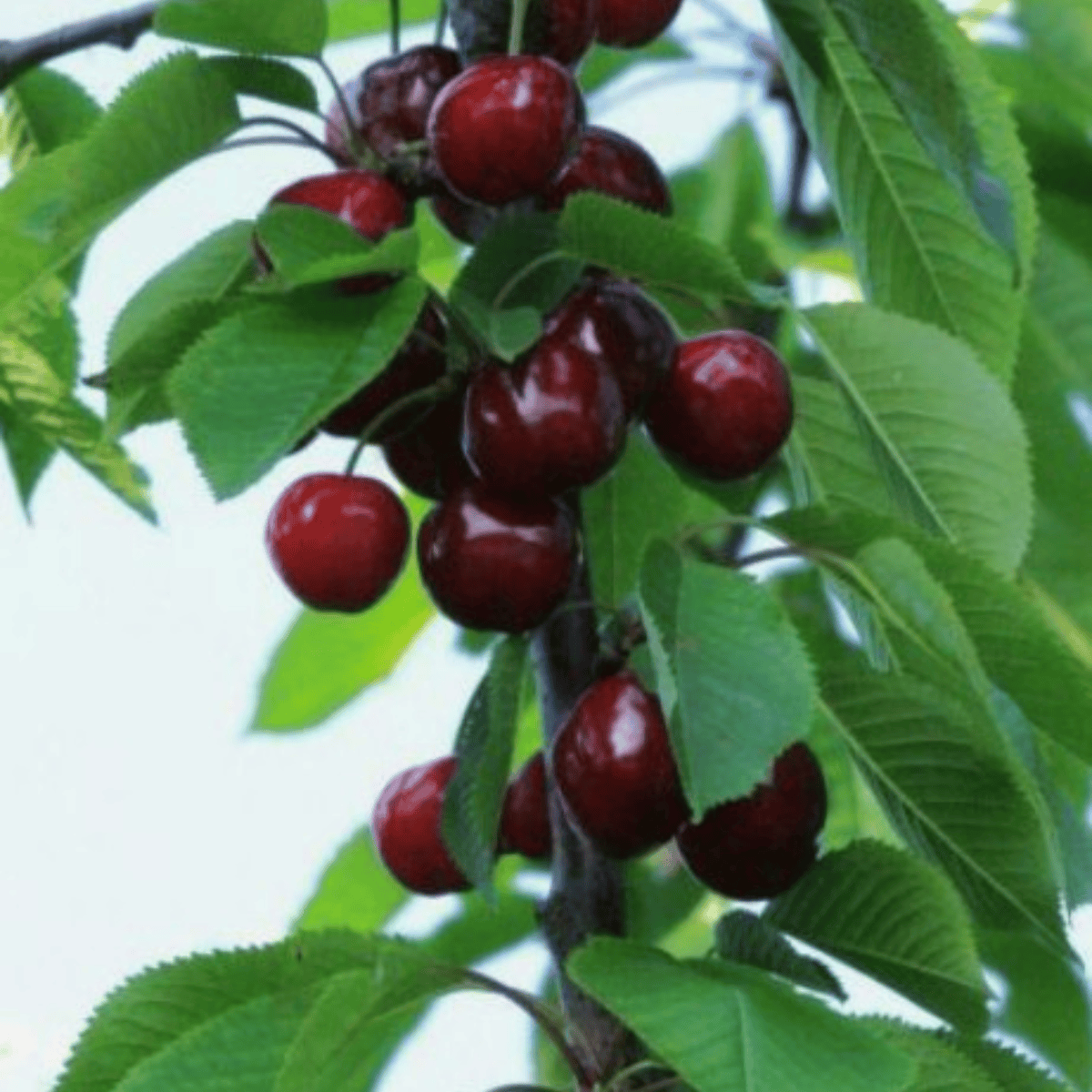 Czereśnia kolumnowa