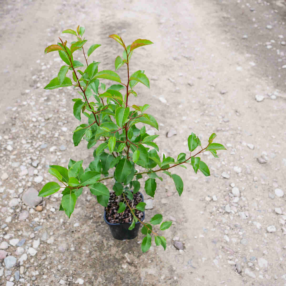 Grusza kaukaska Pyrus caucasica podkładka | Drzewka owocowe w ...